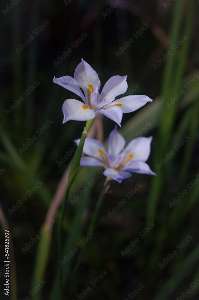 flower of a flower Stock Photo | Adobe Stock