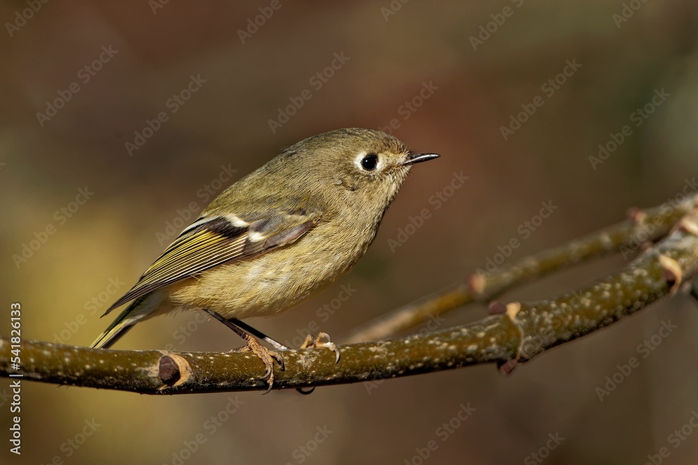 Closeup shot of a beautiful juvenile Goldcrest bird on a small tree ...