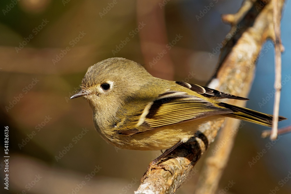 Closeup shot of a beautiful juvenile Goldcrest bird on a small tree ...
