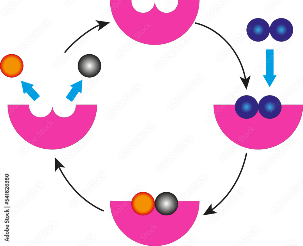 enzymatic function. substrate, product, enzyme-product complex and ...