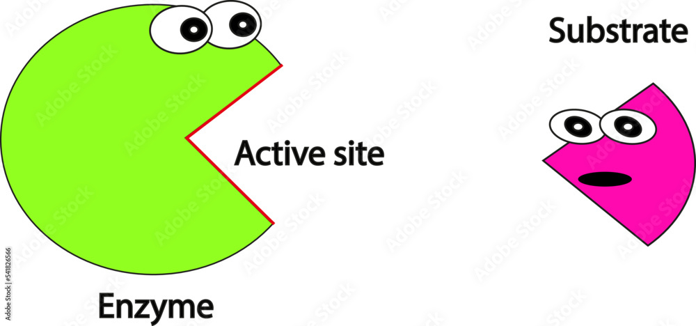 Scientific conception of the working mechanism of the enzyme. Vector ...