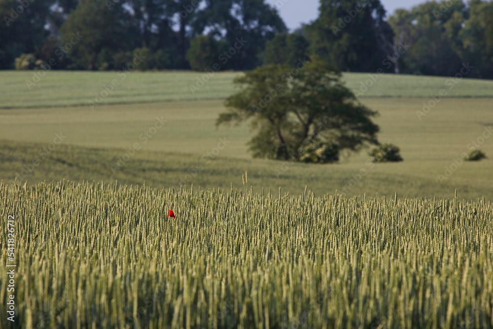 Pszenica Stock Photo | Adobe Stock