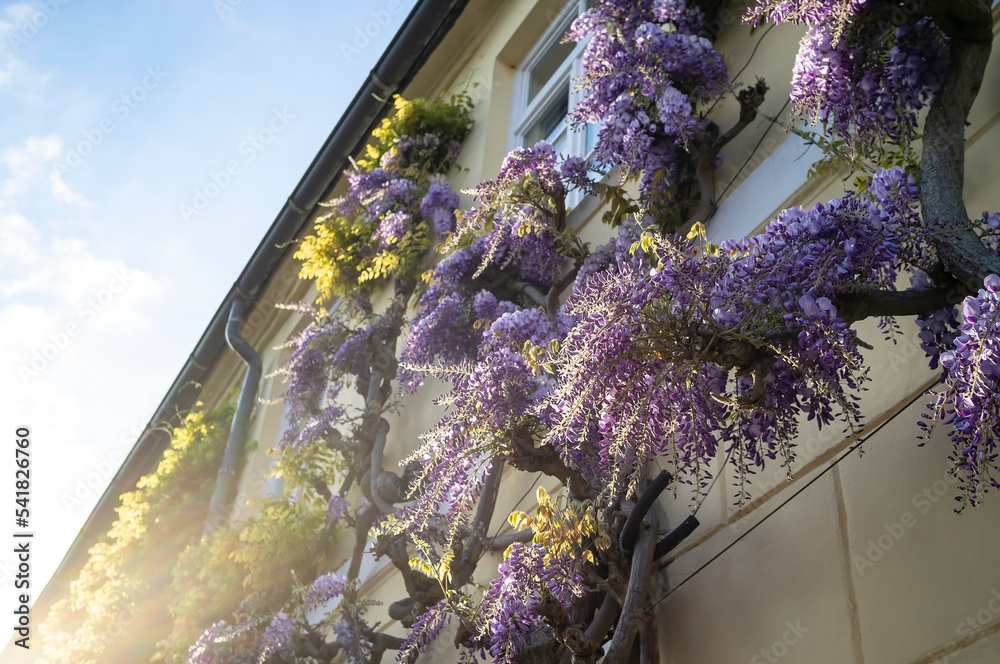 Wisteria with purple flowers on the facade of the building. Climbing ...