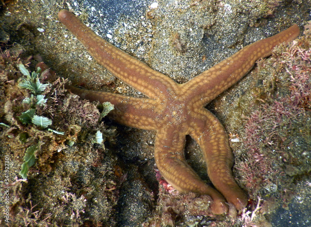 Costa Rica Pacific Sea life Stock Photo | Adobe Stock