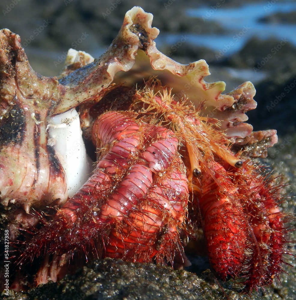 Costa Rica Pacific Sea life Stock Photo | Adobe Stock