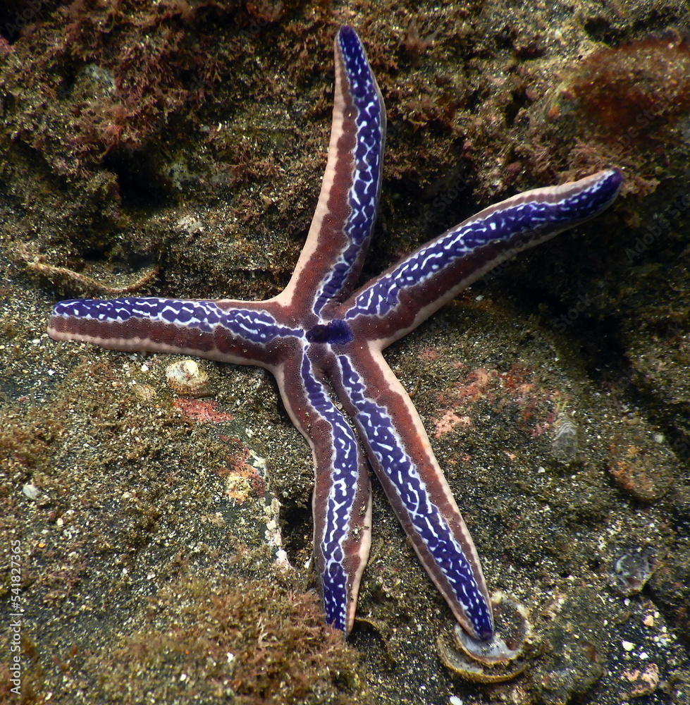Costa Rica Pacific Sea life Stock Photo | Adobe Stock
