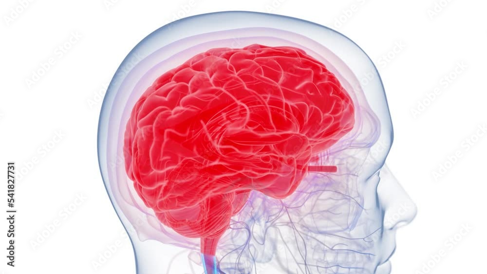 3d rendered medical animation of a human brain Stock Video | Adobe Stock