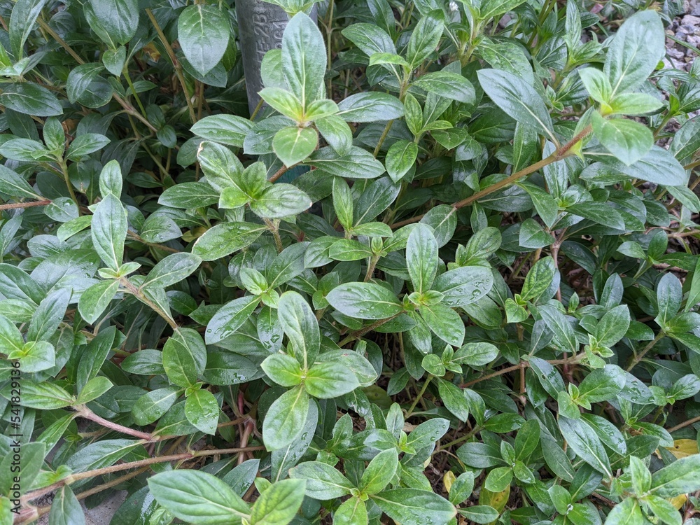 Close up photo of green leaf wild flower. The photo is suitable to use ...