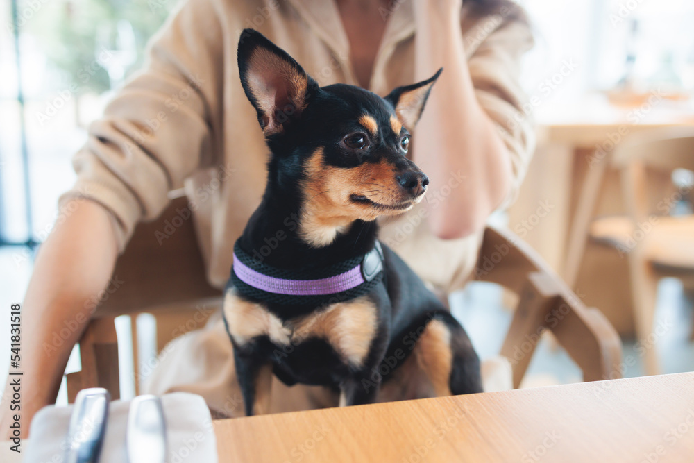 Dog friendly cafe, small black dog sitting in a restaurant with the ...