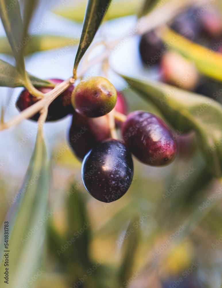 Olives growing on olive tree grove, close up macro view, branch of ripe dark and green olives ...