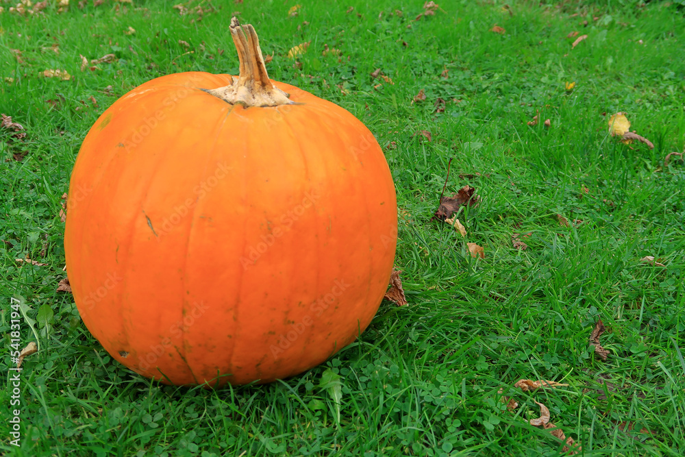 A large classic orange pumpkin for Halloween Stock 写真 | Adobe Stock