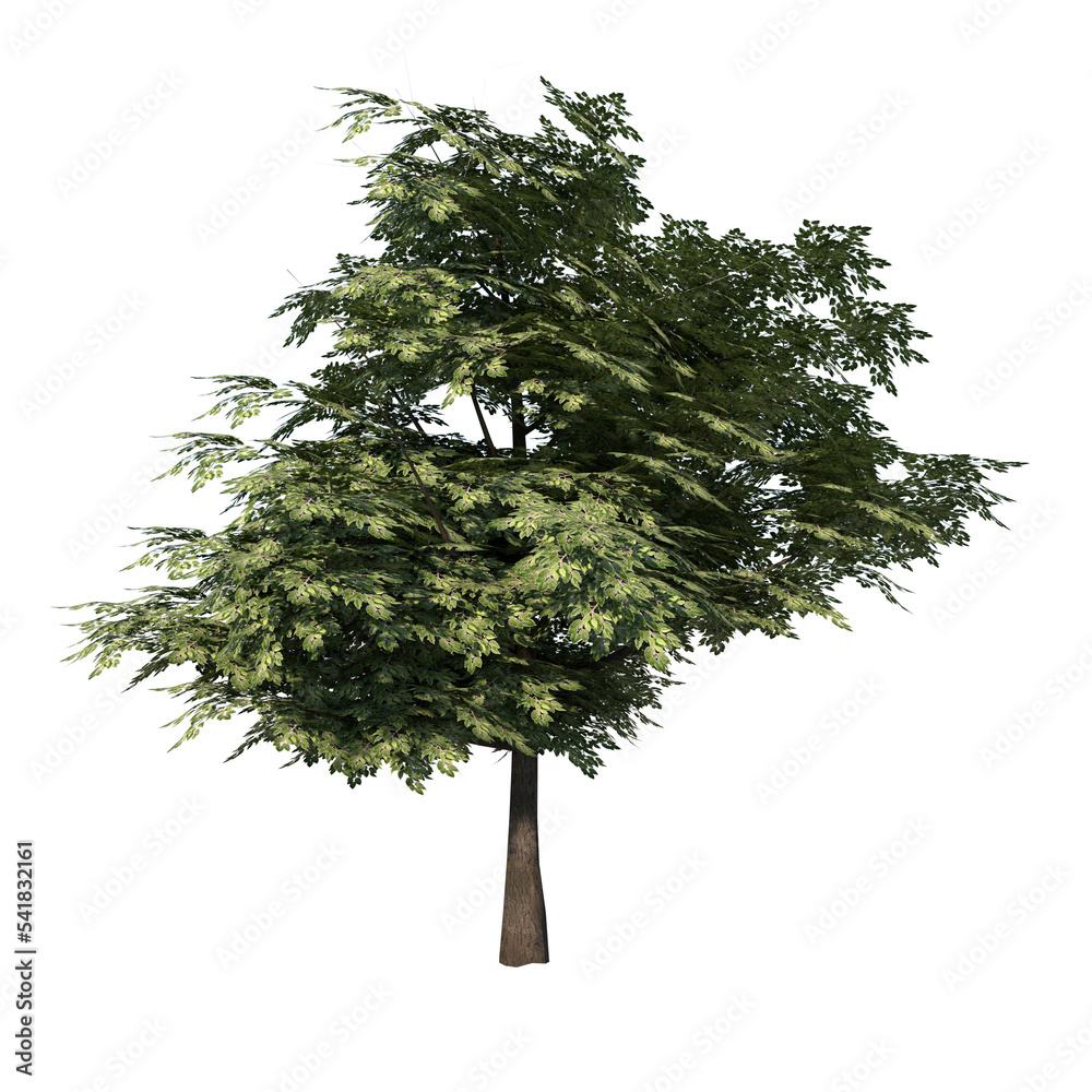 Front view of Tree (Aliso Alder Tree 1) Plant png Stock Illustration ...