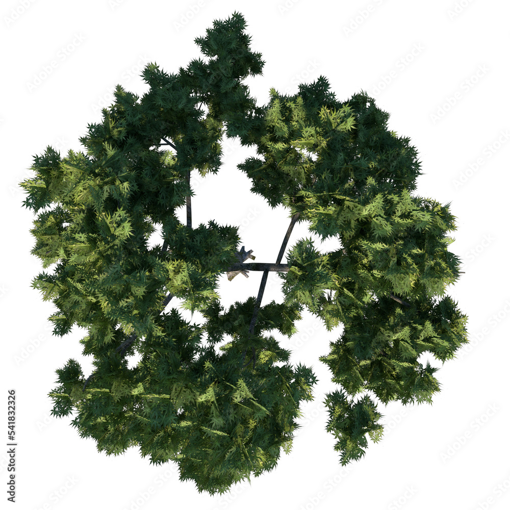 Top view of Tree (Acer palmatum Japanese maple 1) Plant png Stock Photo ...
