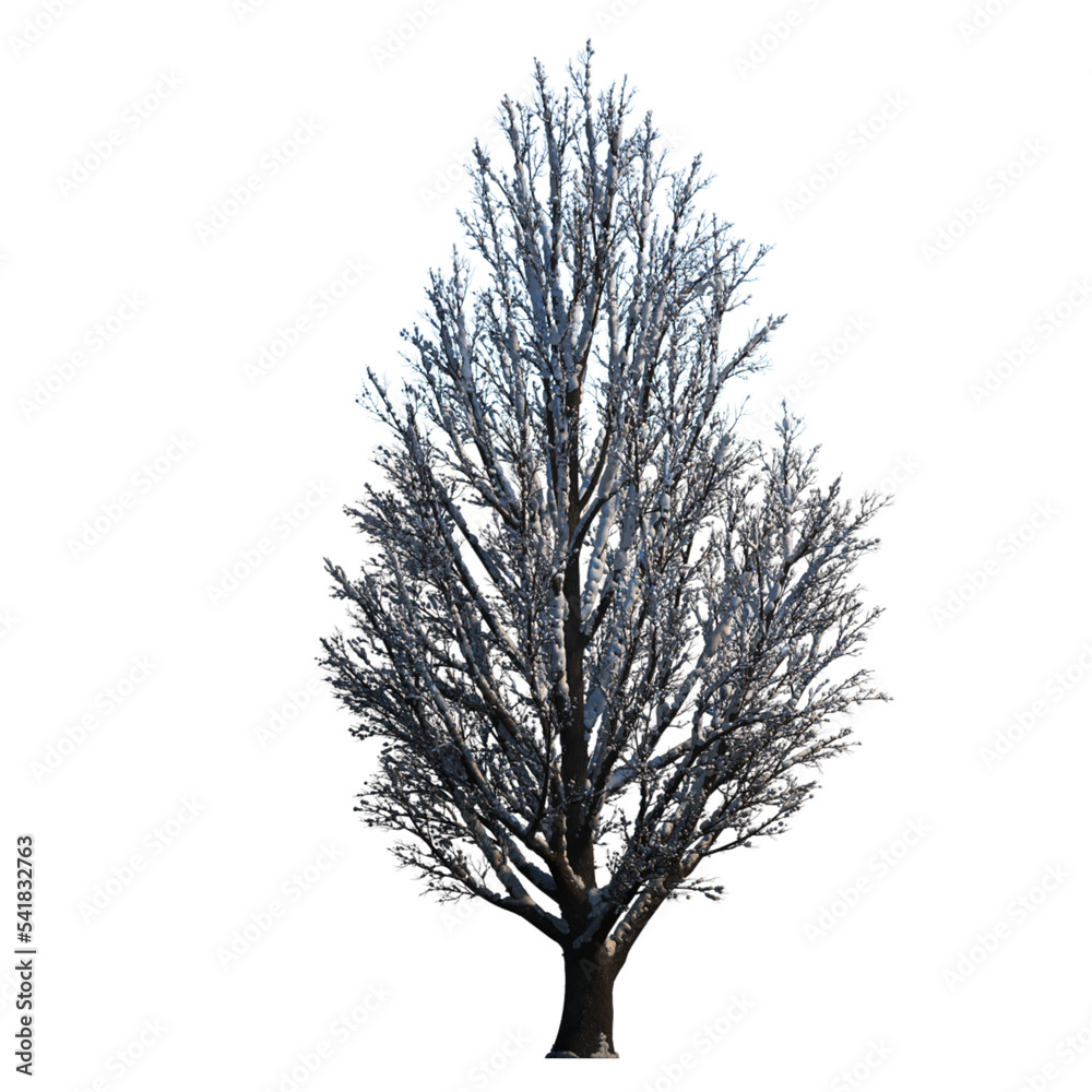 Front view of Tree (Snowy Tree Winter 2) Plant png Stock Photo | Adobe ...
