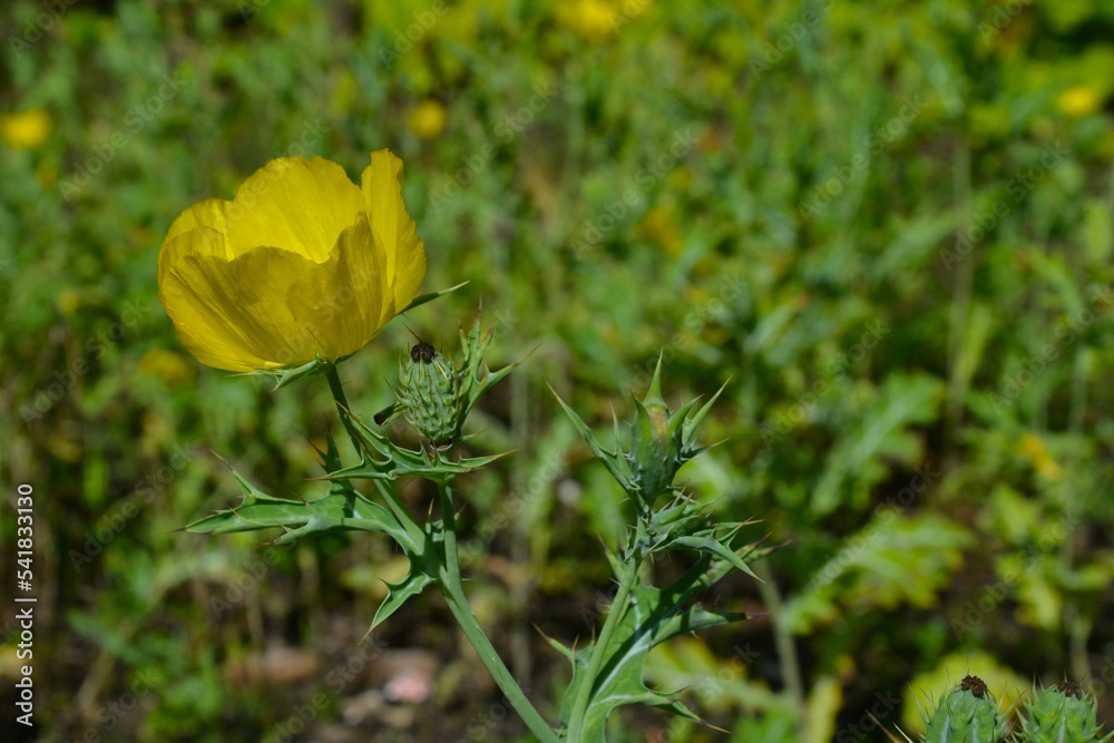 Argemone mexicana (Mexican poppy, Mexican prickly poppy, flowering ...