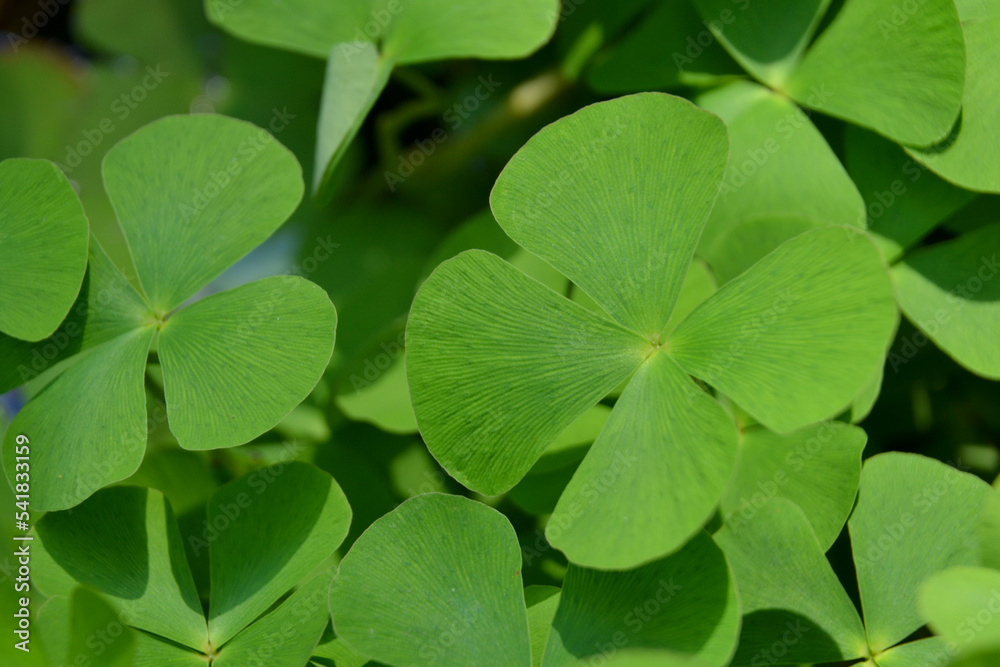 Marsilea quadrifolia; four leaf clover; European waterclover (USA ...