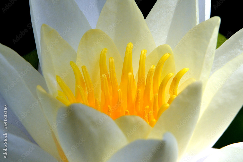 Nymphaea alba, also known as the European white water lily, white water ...