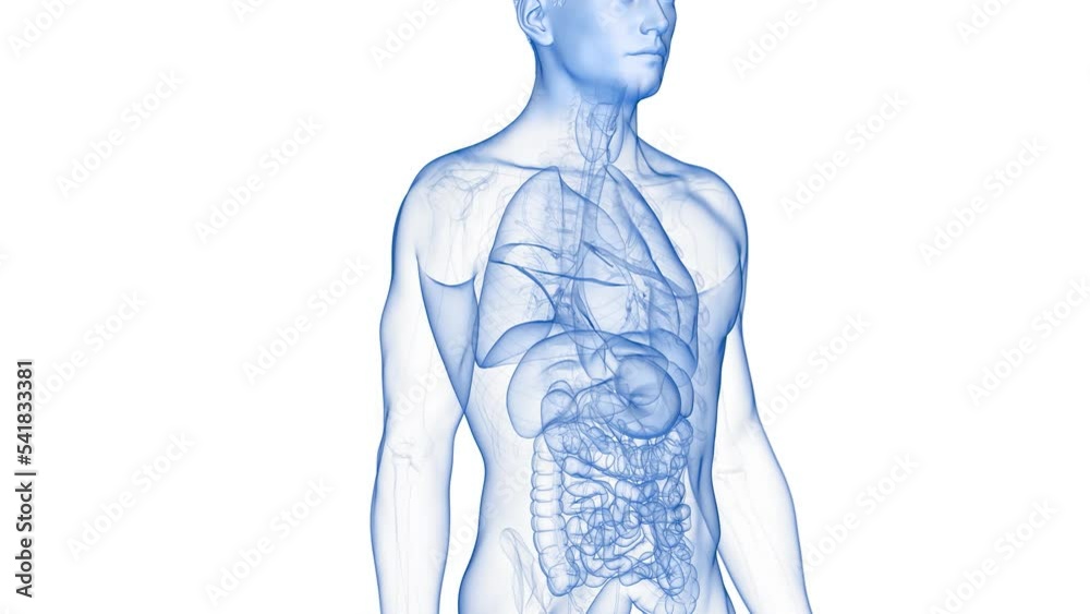 3d rendered medical animation of a lung tumor Stock Video | Adobe Stock