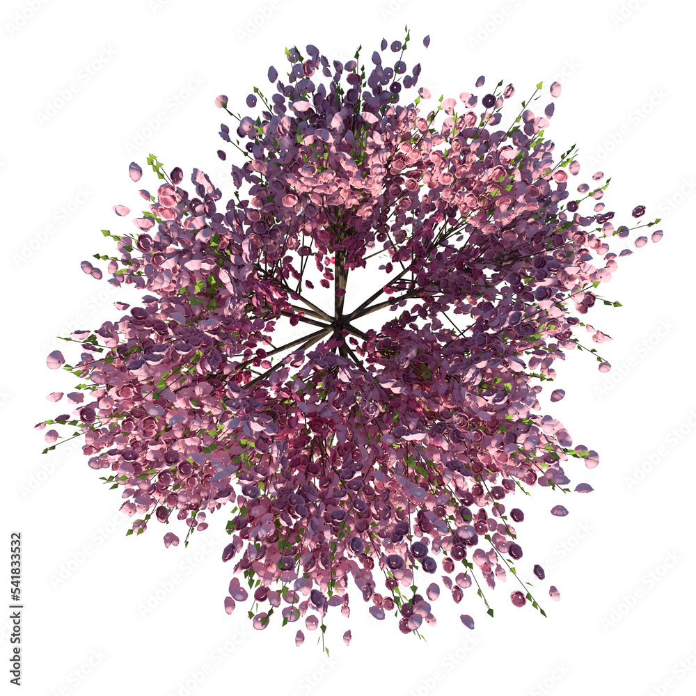Top view of Tree (Cherry tree ) Plant png Stock Illustration | Adobe Stock