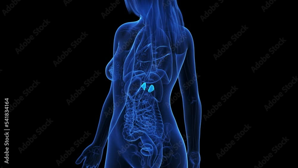 3d rendered medical animation of the adrenal glands Stock Video | Adobe ...