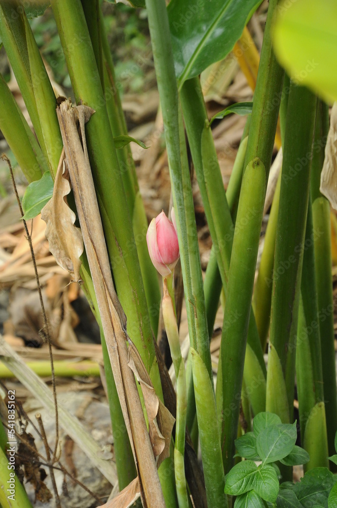 Ginger flower or Etlingera elatior. Also known as torch ginger or Bunga ...