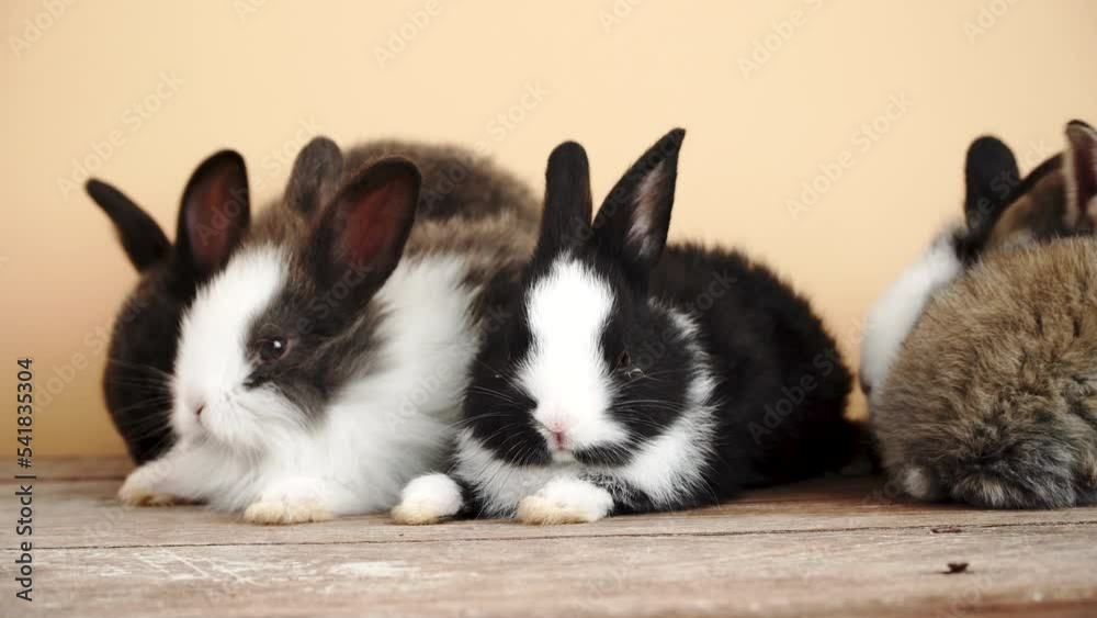 Family healthy baby rabbits bunny playful together on wooden table ...