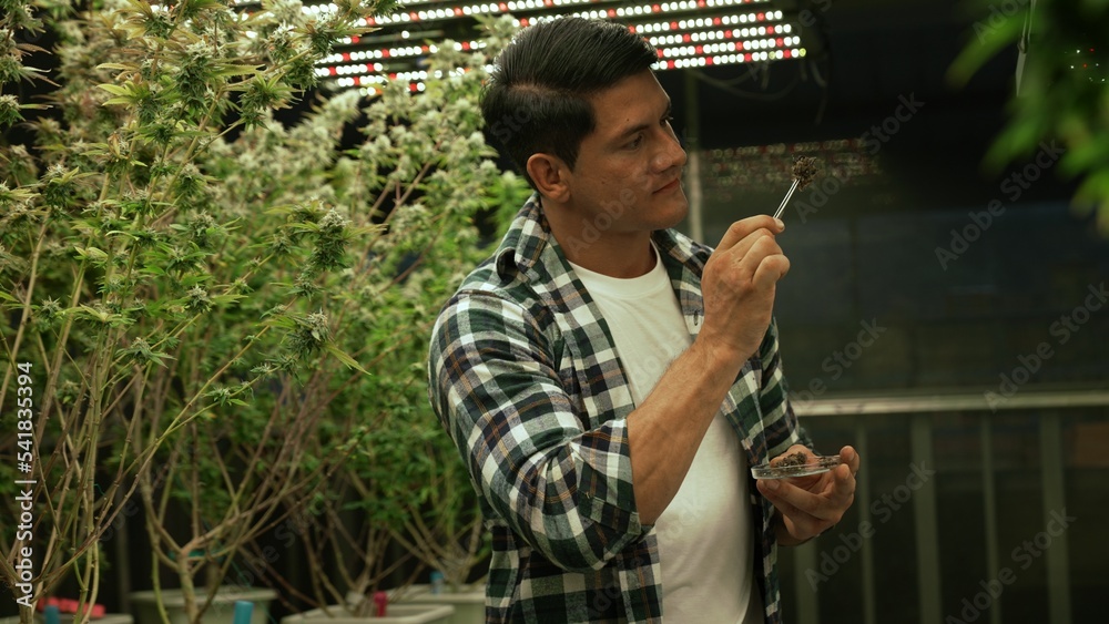Marijuana farmer tests marijuana buds in curative marijuana farm before ...
