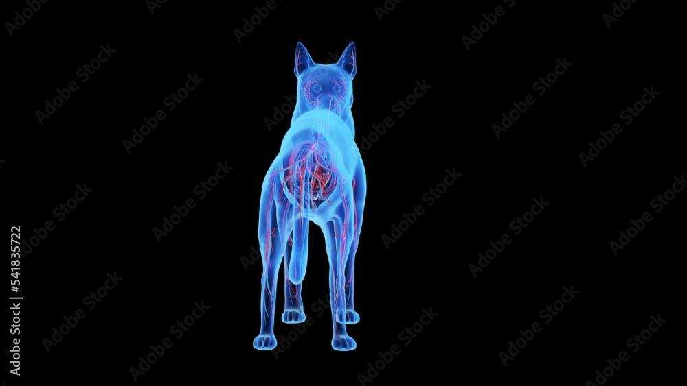 3d rendered medical animation of a dogs vascular system Stock Video ...