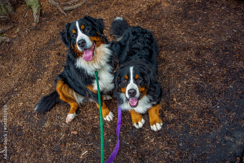 Bernese Mountain Dogs on leashes sitting on the forest ground in the ...