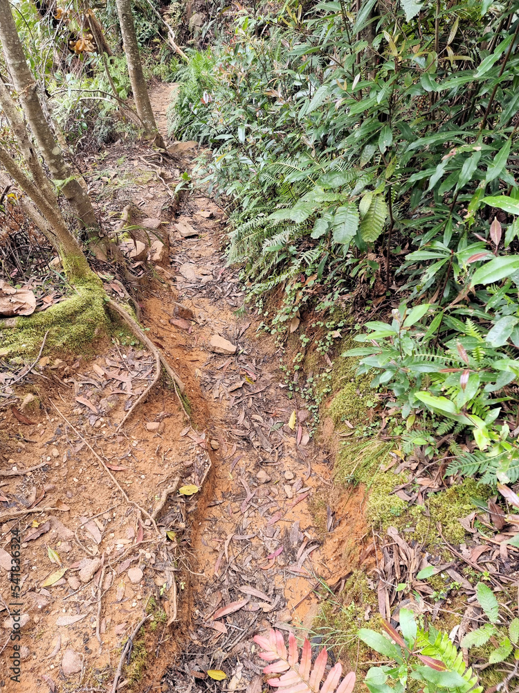 The Prince Henry Cliff Track in the Blue Mountains of New south Wales ...