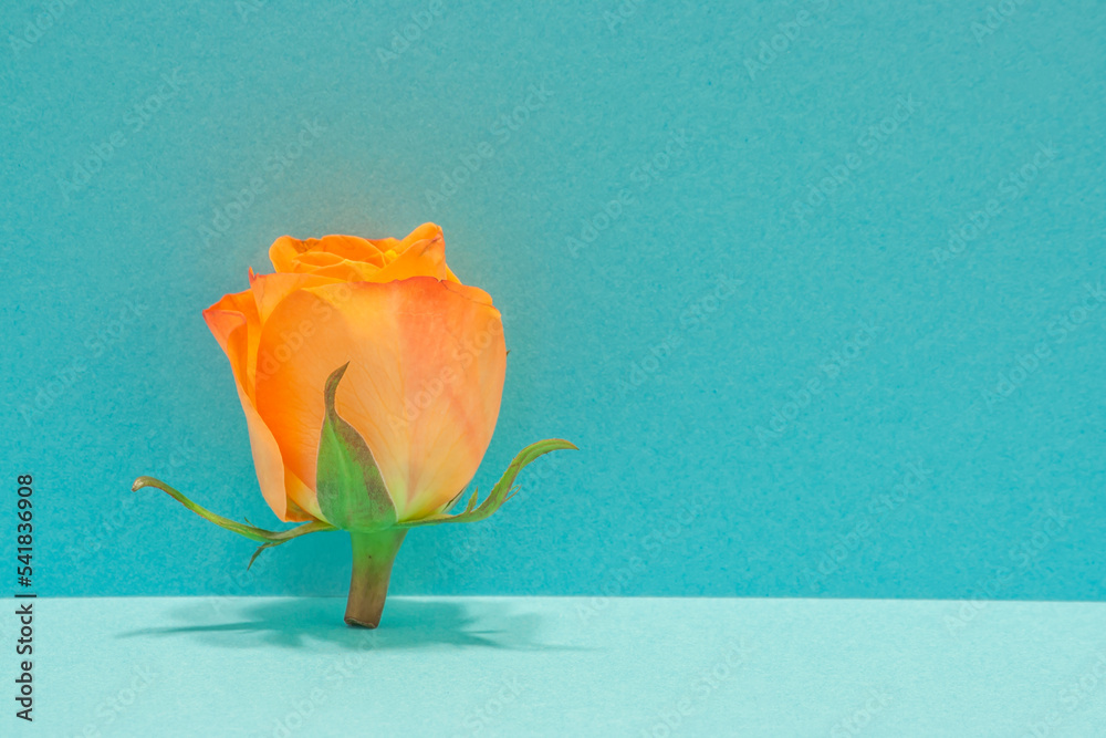 rose Stock Photo | Adobe Stock