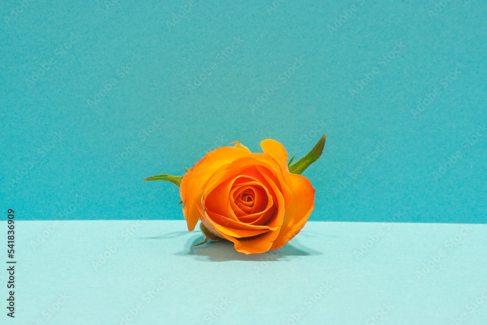 rose Stock Photo | Adobe Stock