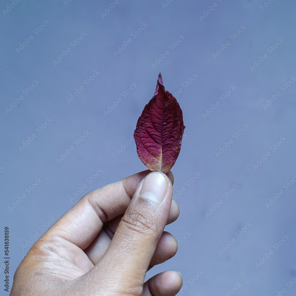 Young leaf on hand Stock Photo | Adobe Stock