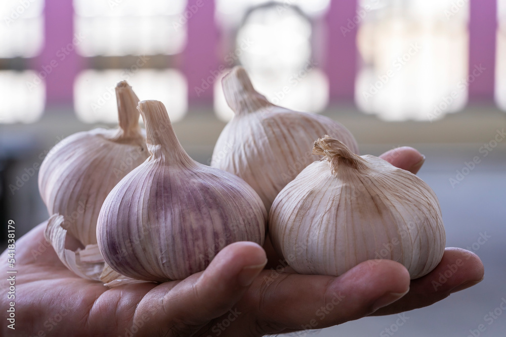 Garlic bulbs (Allium sativum) in hand. Stock Photo | Adobe Stock