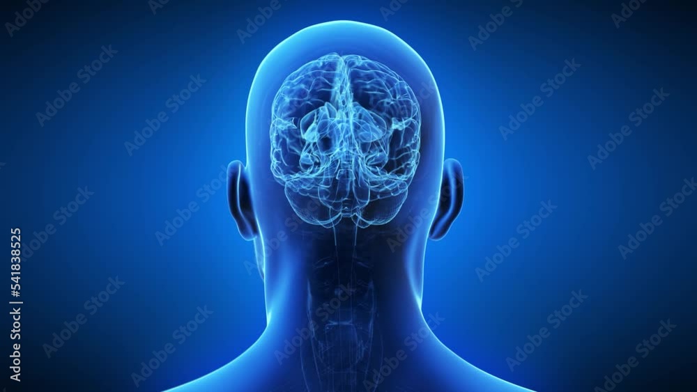 3d rendered medical animation of an active human brain Stock Video ...