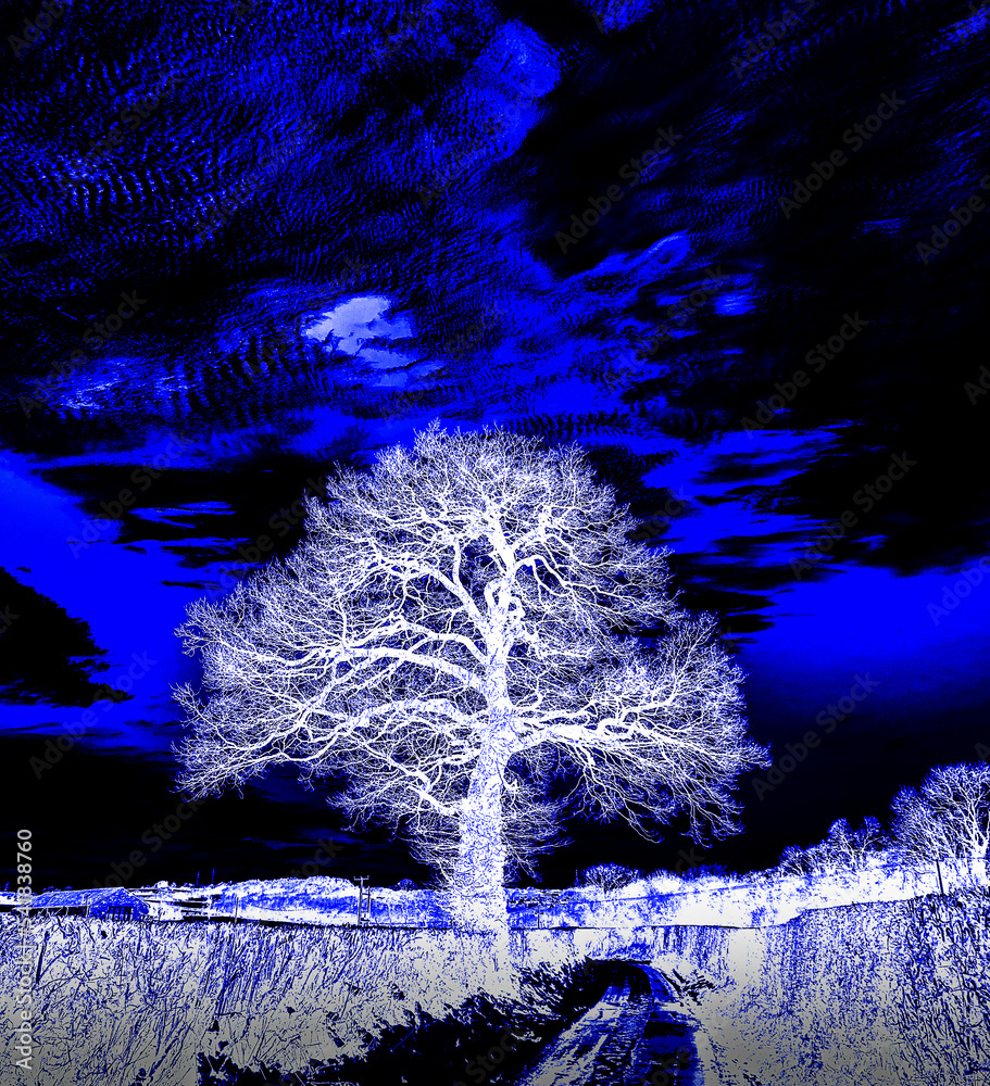 cyanotype tree midnight sky Stock Photo | Adobe Stock