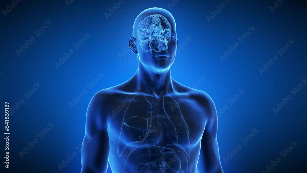 3d rendered medical animation of an active human brain Stock Video ...