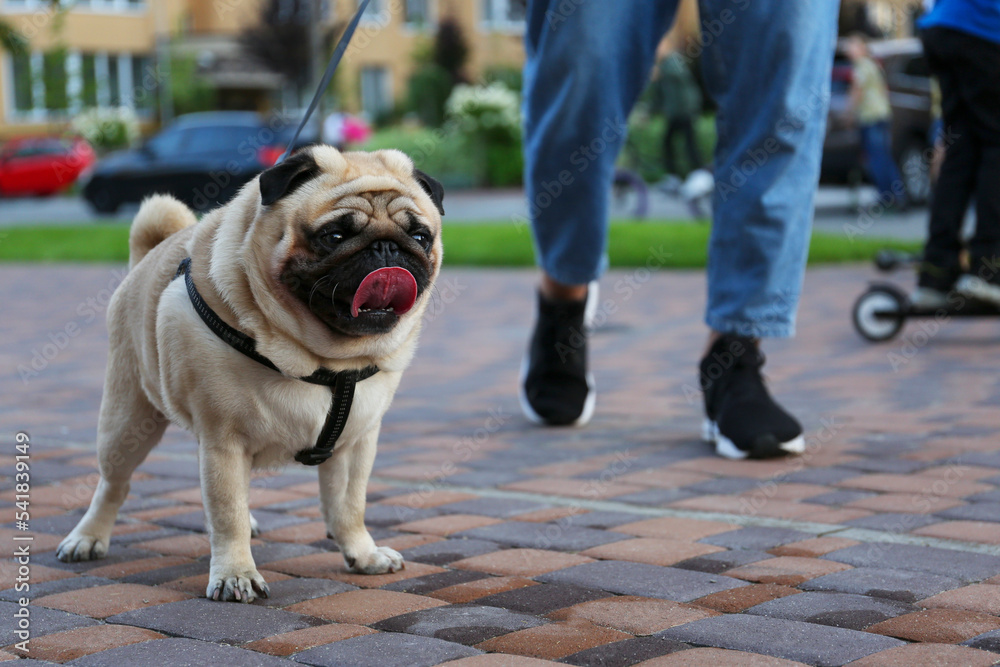 Woman walking with her cute pug on city street,, closeup Stock Photo ...