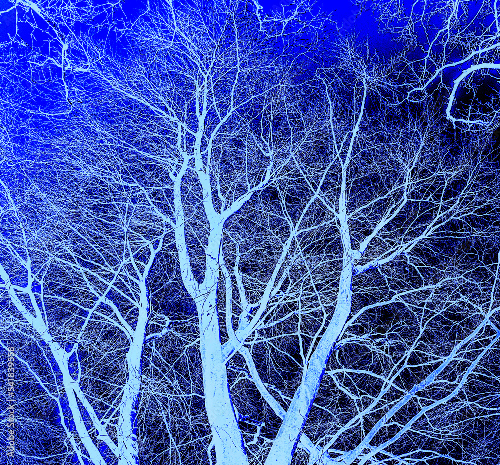 Cyanotype tree in winter Stock-Foto | Adobe Stock