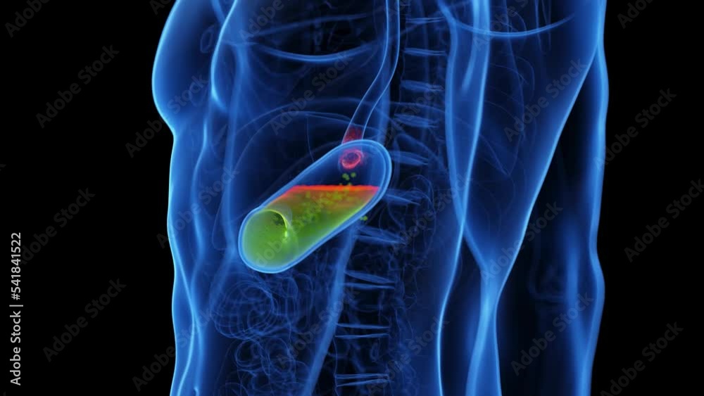 3d rendered medical animation of stomach acid Stock Video | Adobe Stock