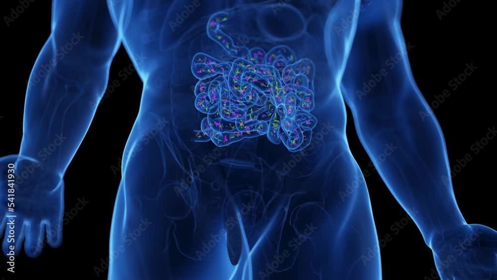 3d rendered medical animation of the intestinal microbiome Stock Video ...