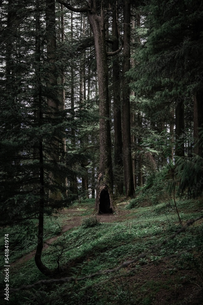 Vertical shot of a tall tree with an opening in its trunk in a dark ...