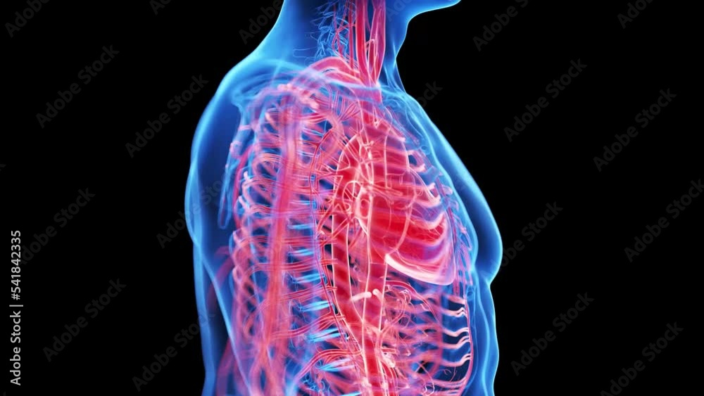 3d rendered medical animation of the vascular system Stock Video ...