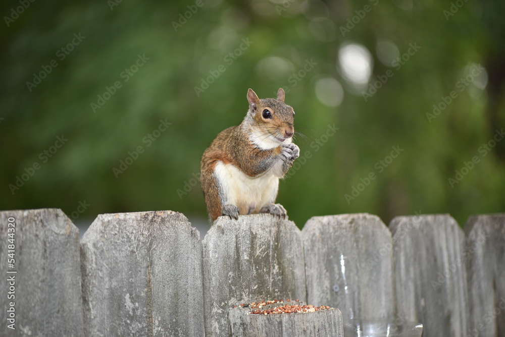squirrel on a tree Stock Photo | Adobe Stock