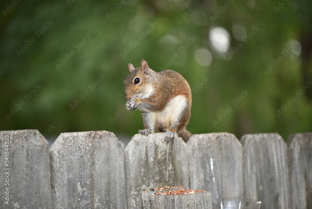 squirrel in the forest Stock Photo | Adobe Stock