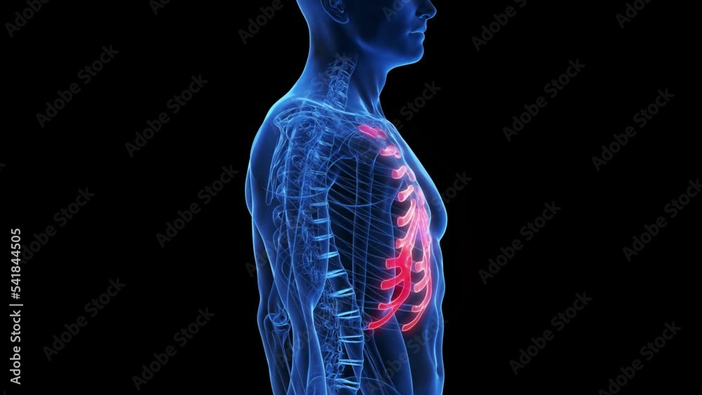 3d rendered medical animation of the costal cartilage Stock Video ...