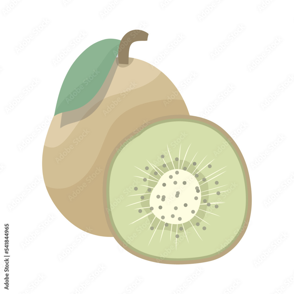 Kiwi Fruit Illustration Stock Illustration | Adobe Stock