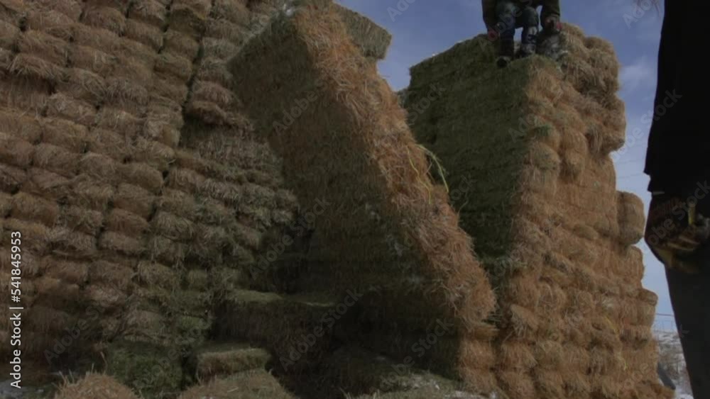 Slow Motion Shot Of Male Farmer Kicking Hay Of Grass - Dulce, New ...