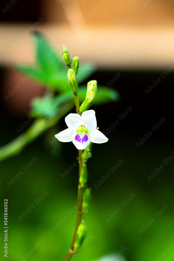 beautiful Yaya Chinese violet flower with blur background Stock Photo ...