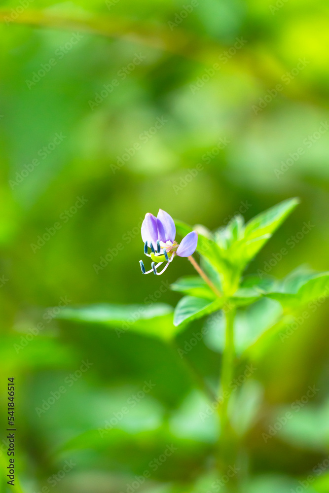 beautiful violet flower with blur background Stock Photo | Adobe Stock